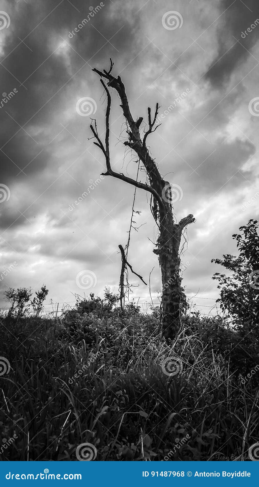 Why Do You Ask when You Know the Answer Stock Photo - Image of ...