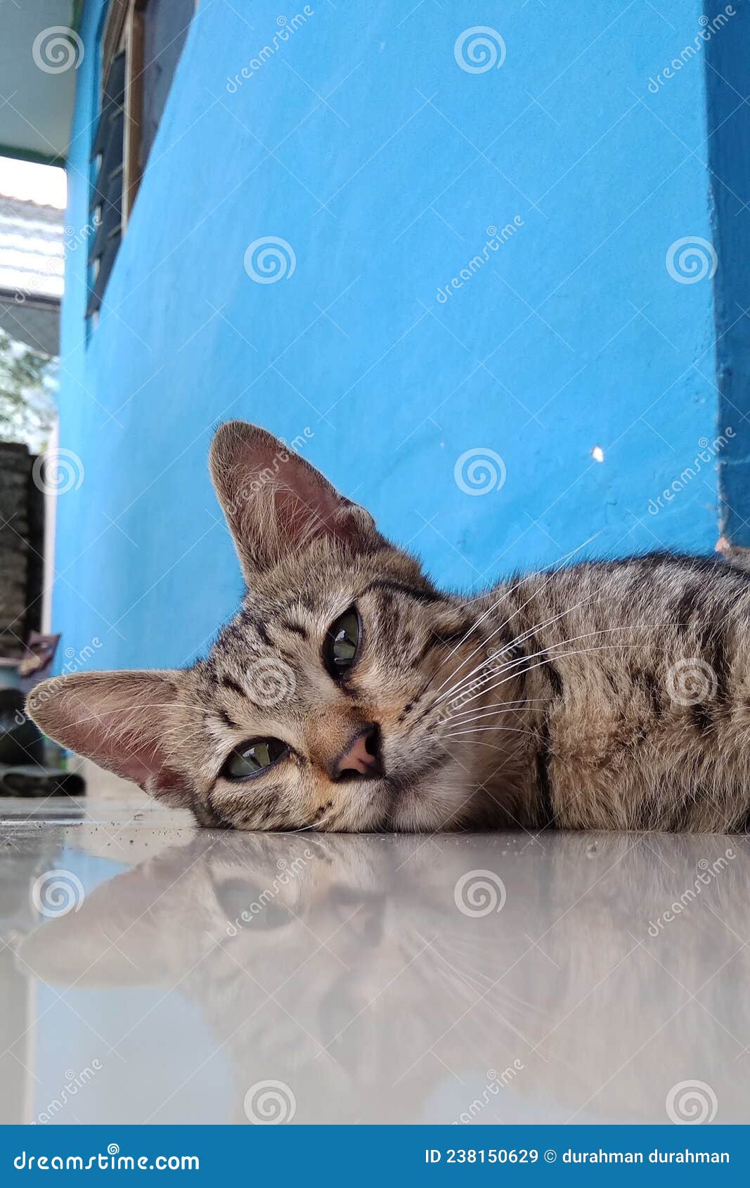 Why Do You Look so Sad, Cat? Stock Image - Image of look: 238150629