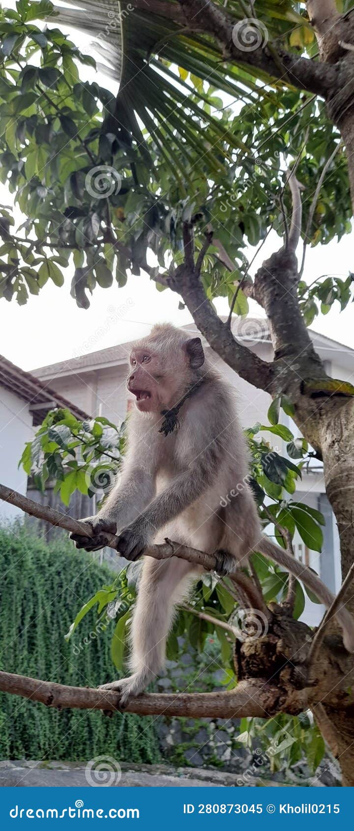 Why Do You Want To Make a Monkey Out of Me? I am Just Trying To Help ...