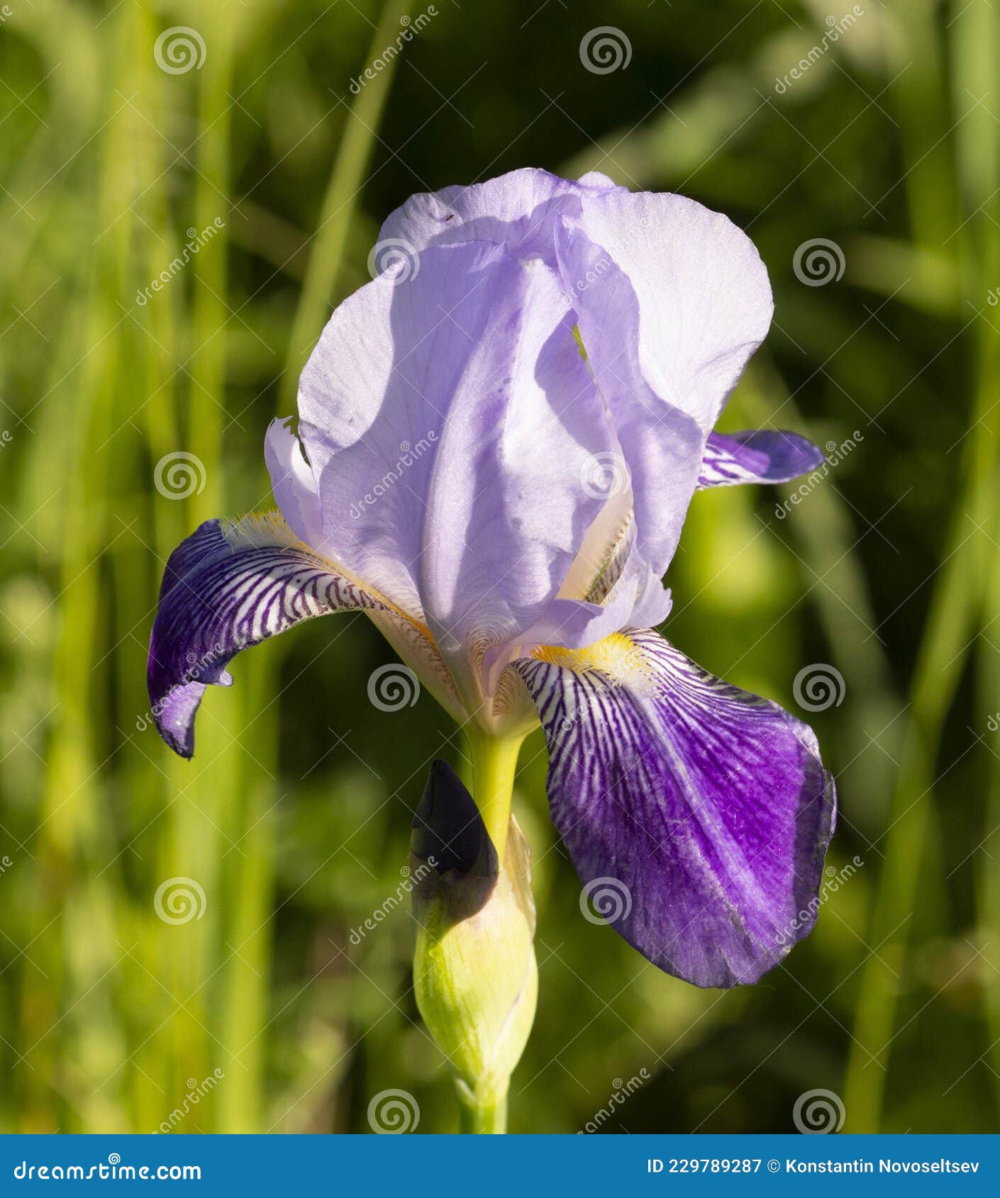 The Iris To Close-Up stock image. Image of violet, flower - 229789287