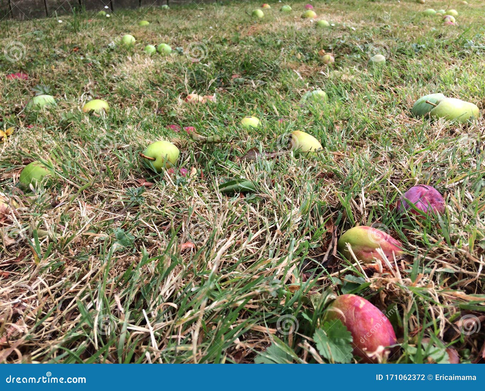 Fruits Drop. Fruits Fall on the Grass. Stock Photo - Image of autumn ...