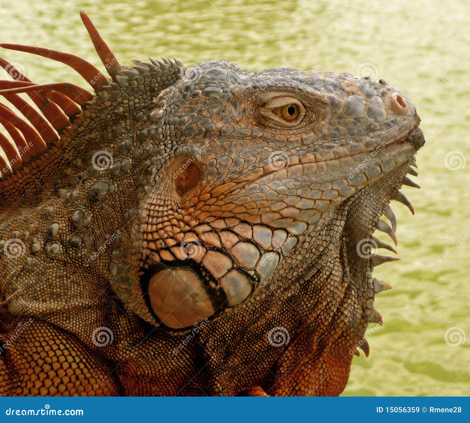 Why so Sad? stock image. Image of iguana, detail, portrait - 15056359