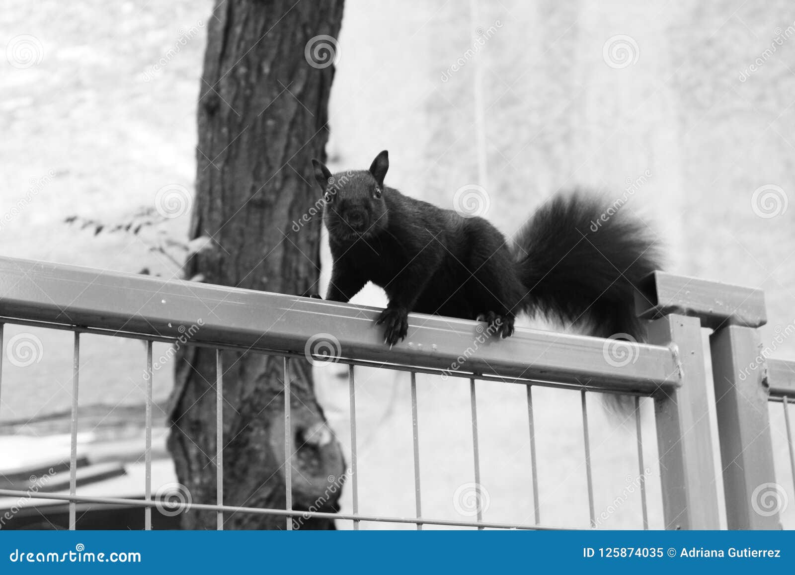 Why so serious? stock image. Image of rodent, park, squirrel - 125874035