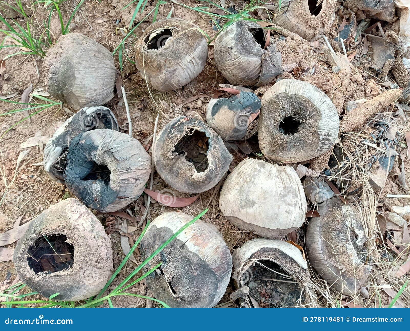Empty coconut shells stock image. Image of closeup, photograpy - 278119481