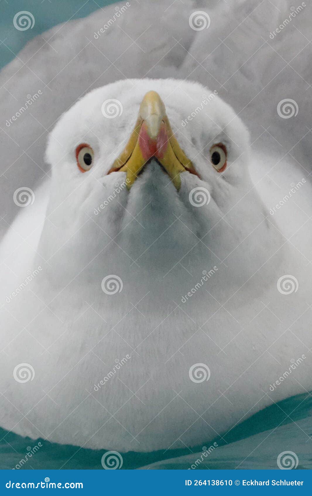 Why are You Looking at Me? Yellow-legged Gull Stock Photo - Image of ... Why are You Looking at Me? Yellow-legged Gull Stock Photo - Image of ...