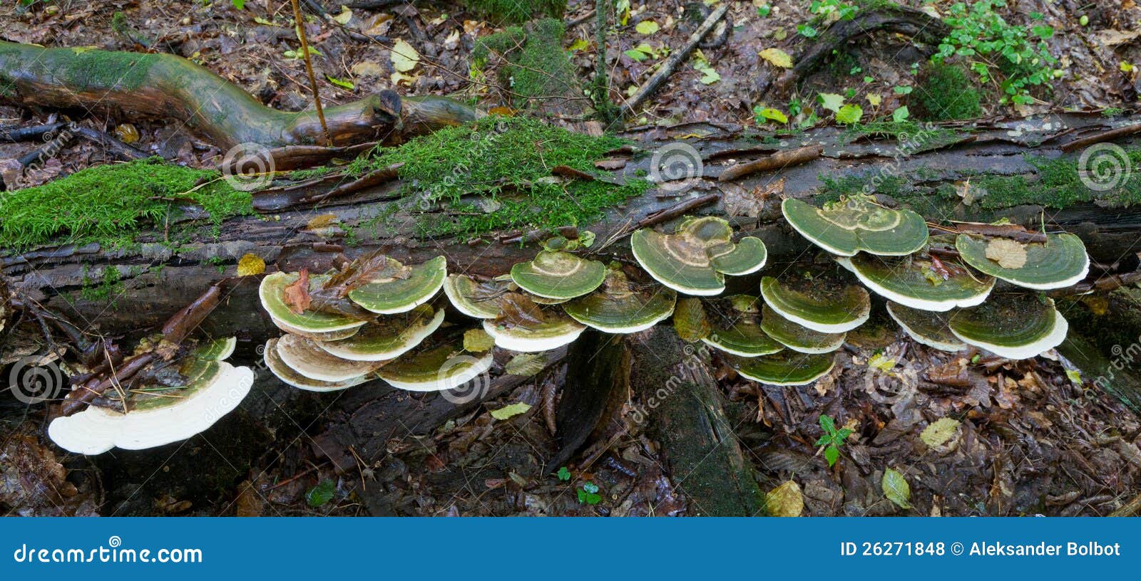 Wiązka huba grzyby zdjęcie stock. Obraz złożonej z lato - 26271848