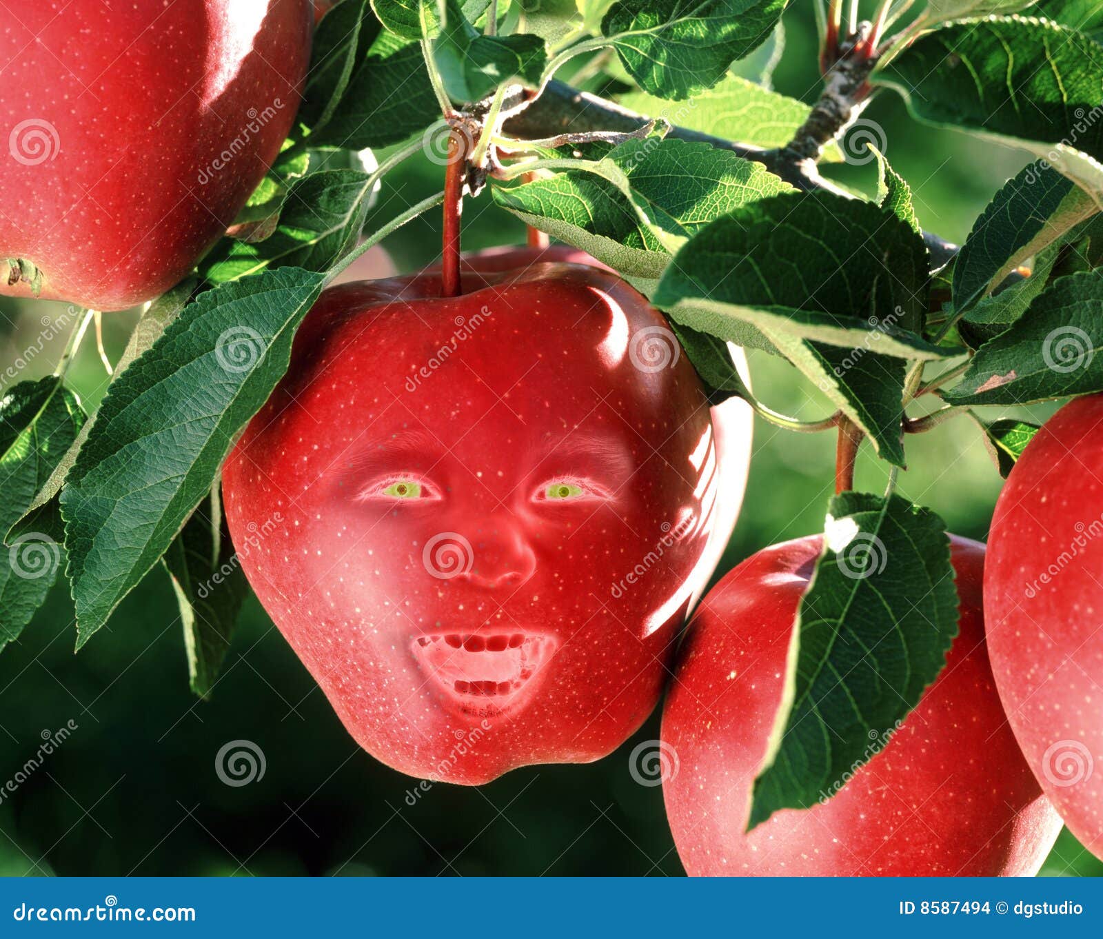 Apple stock photo. Image of smarm, sense, apple, humor - 8587494