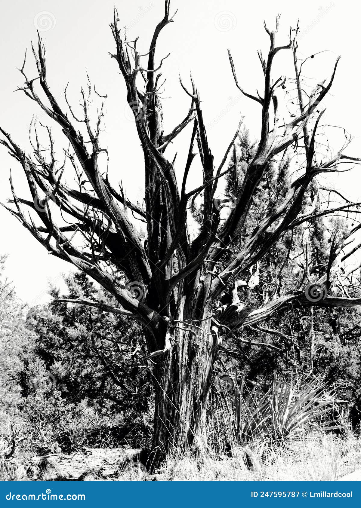 The Devil s Tree stock image. Image of tree, hiking - 247595787