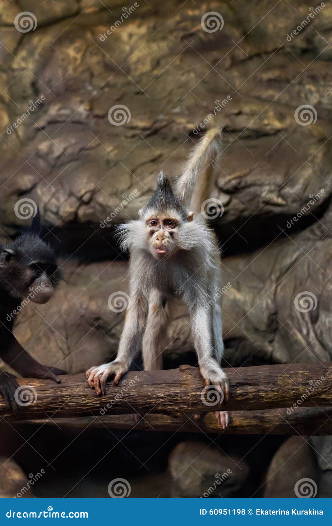 Wicked monkey portrait stock photo. Image of jungle, funny - 60951198