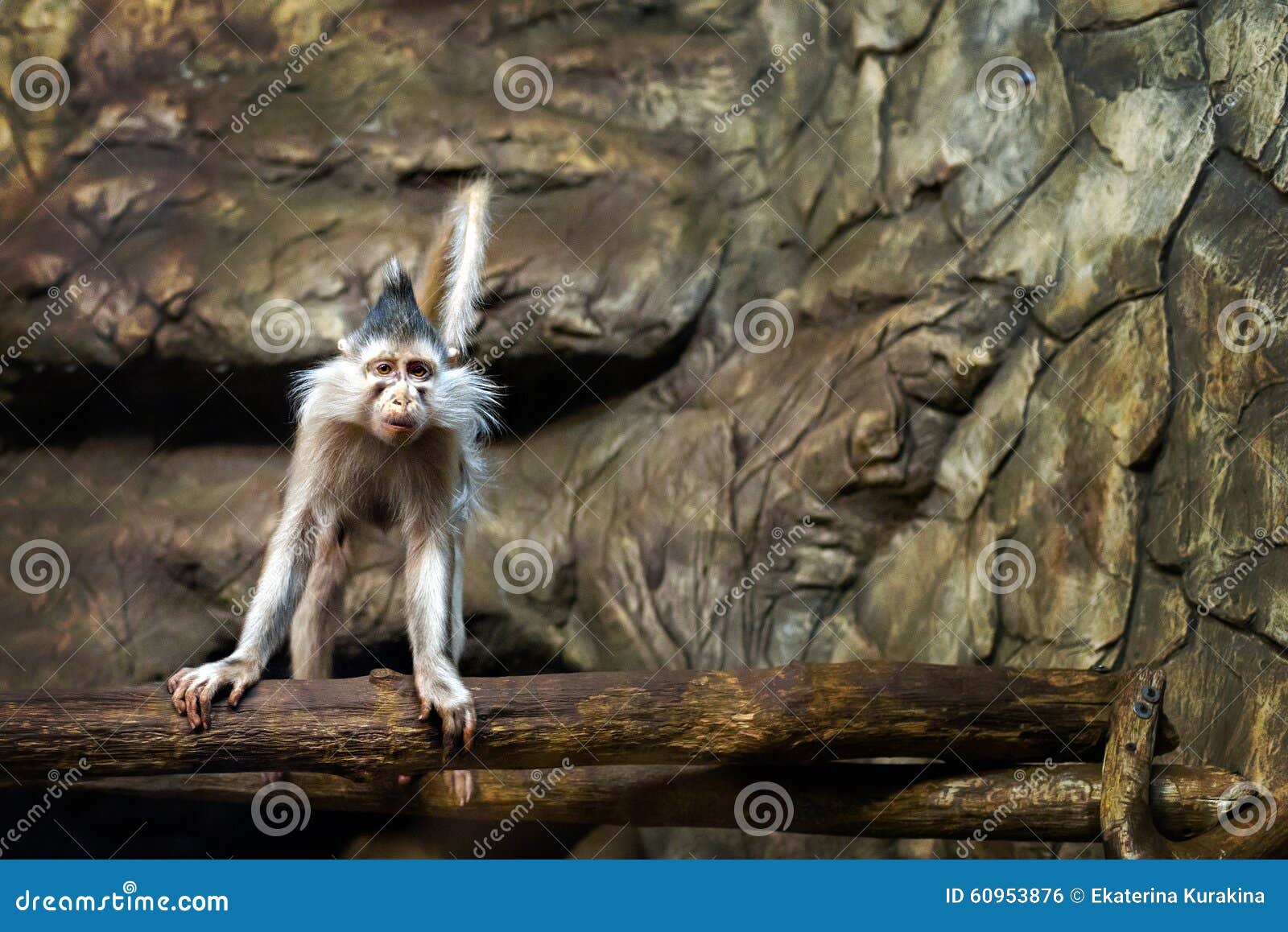 Wicked monkey portrait stock photo. Image of mammal, beauty - 60953876