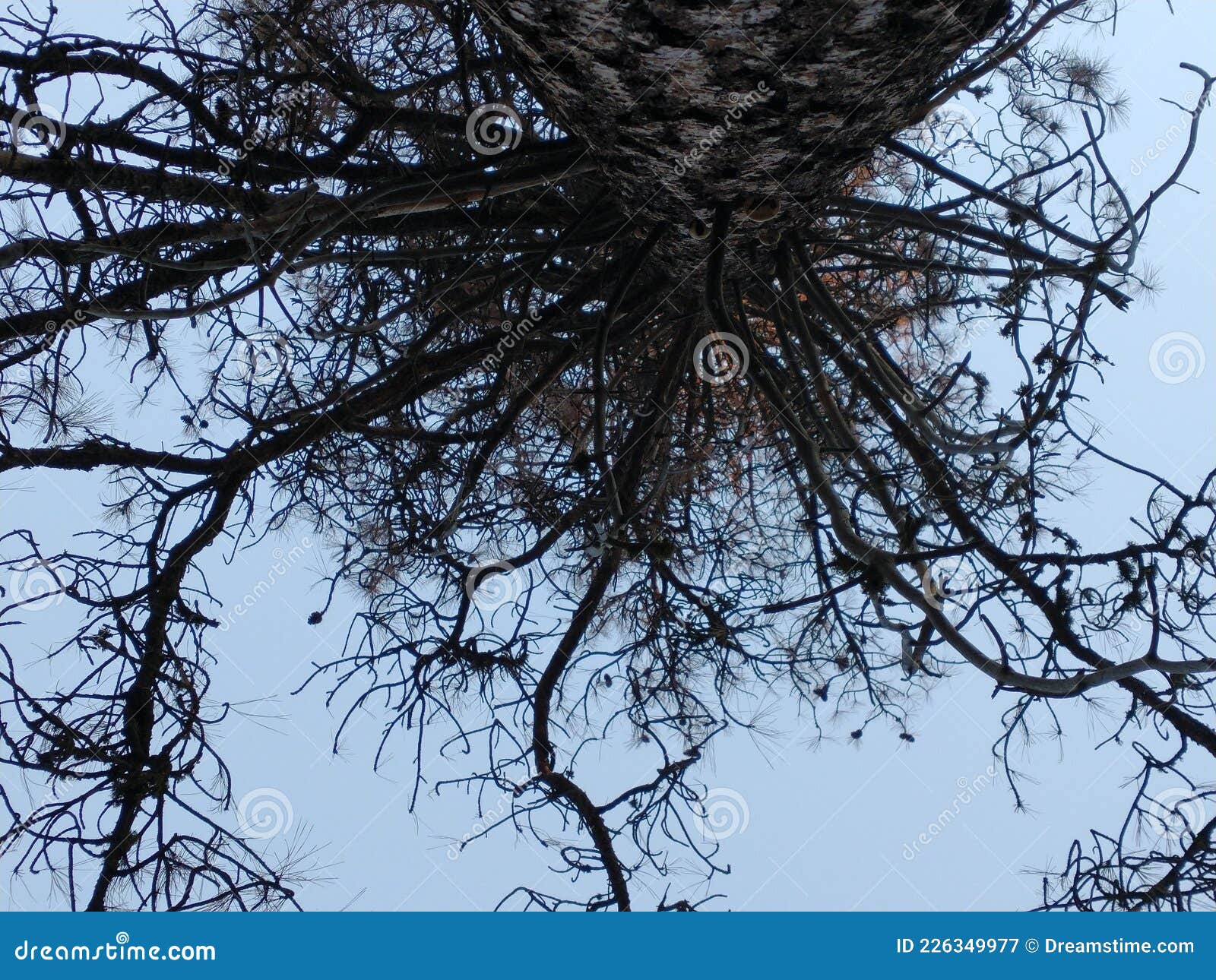 Wicked Tree Stock Image | CartoonDealer.com #44167