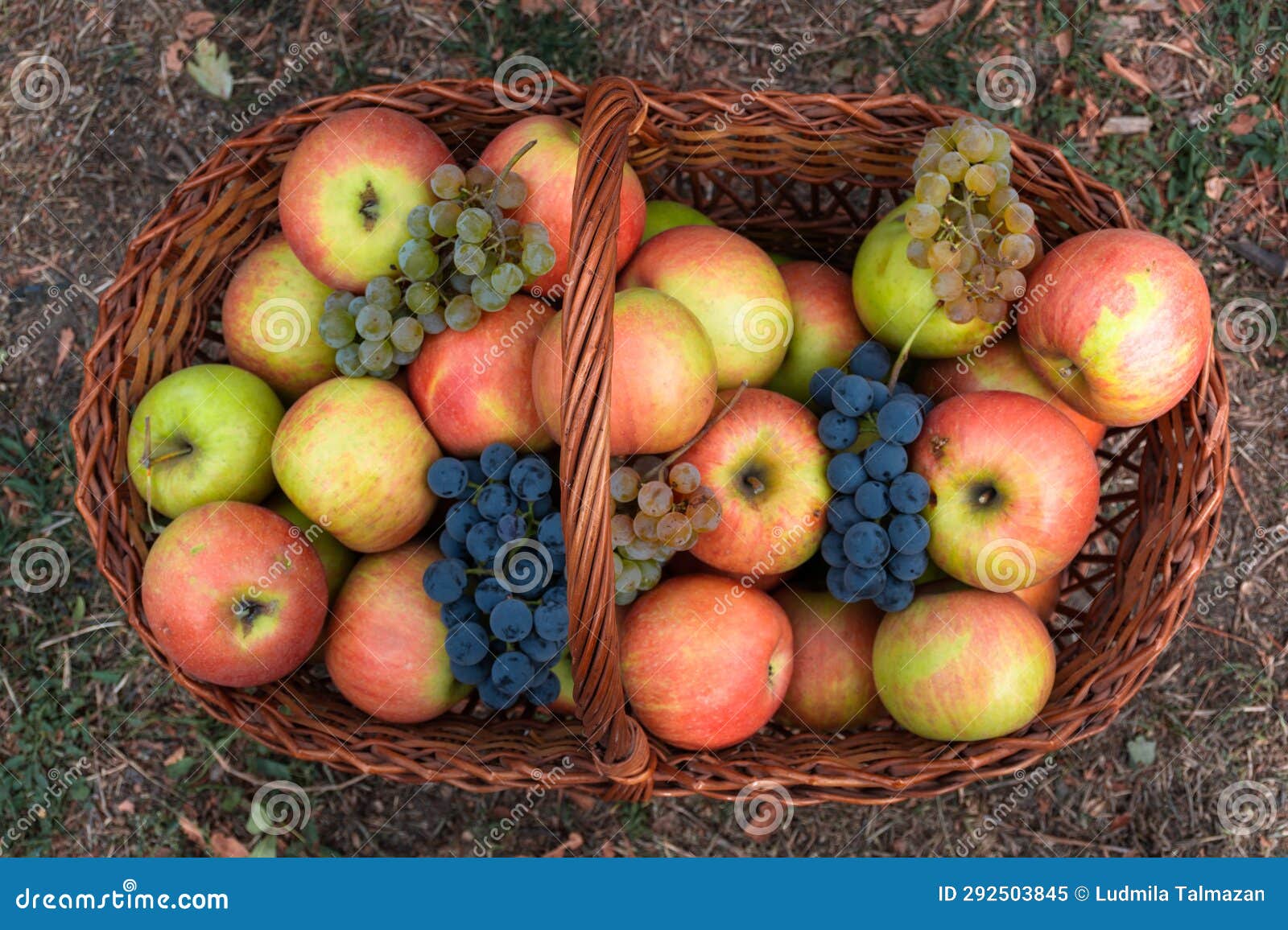 Wicker Basket Full of Fruit Apples and Grapes on the Grass Stock Image ...