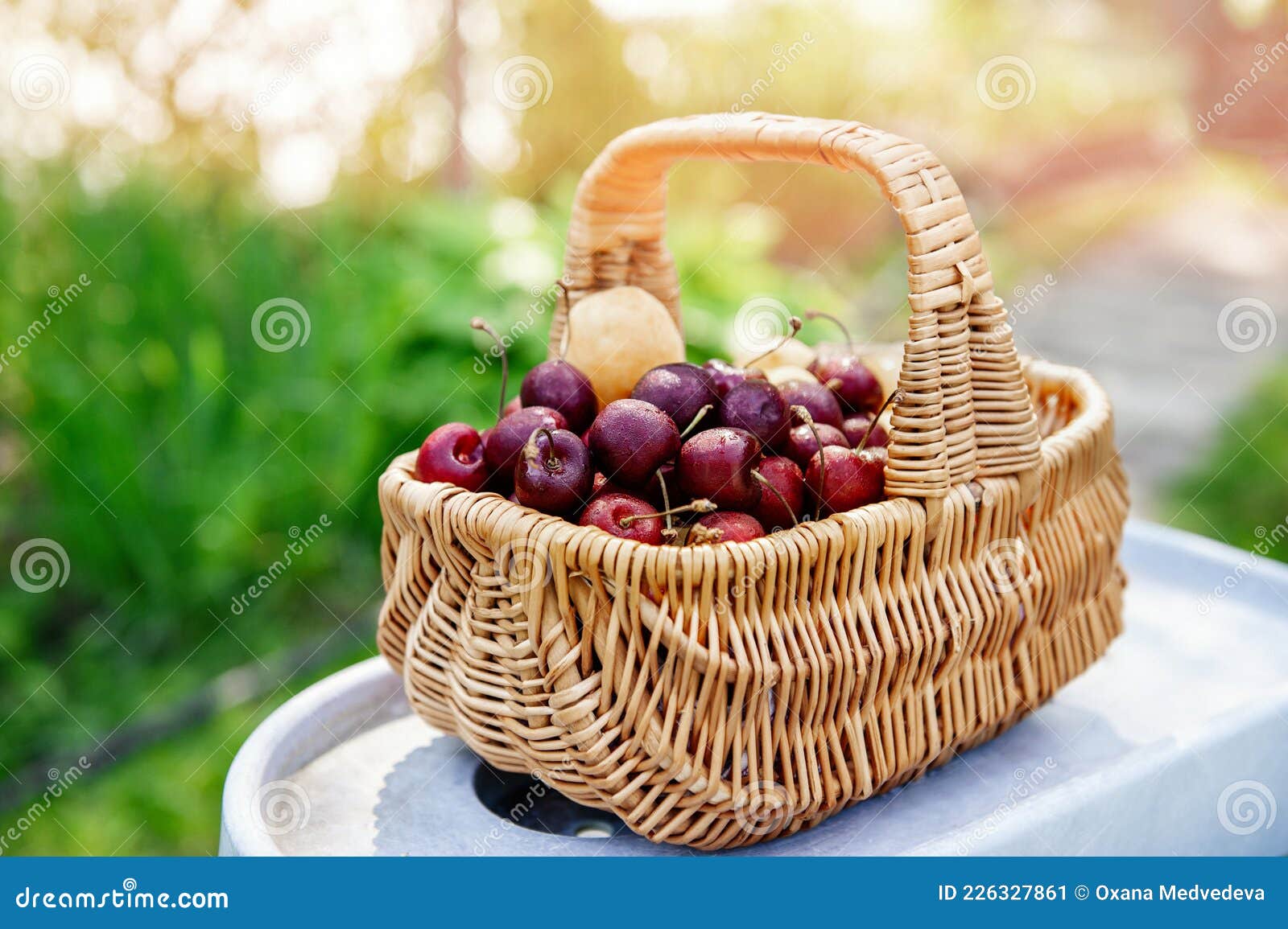 Wicker Basket Full Of Red Ripe Cherries On A Garden Wooden Table Stock