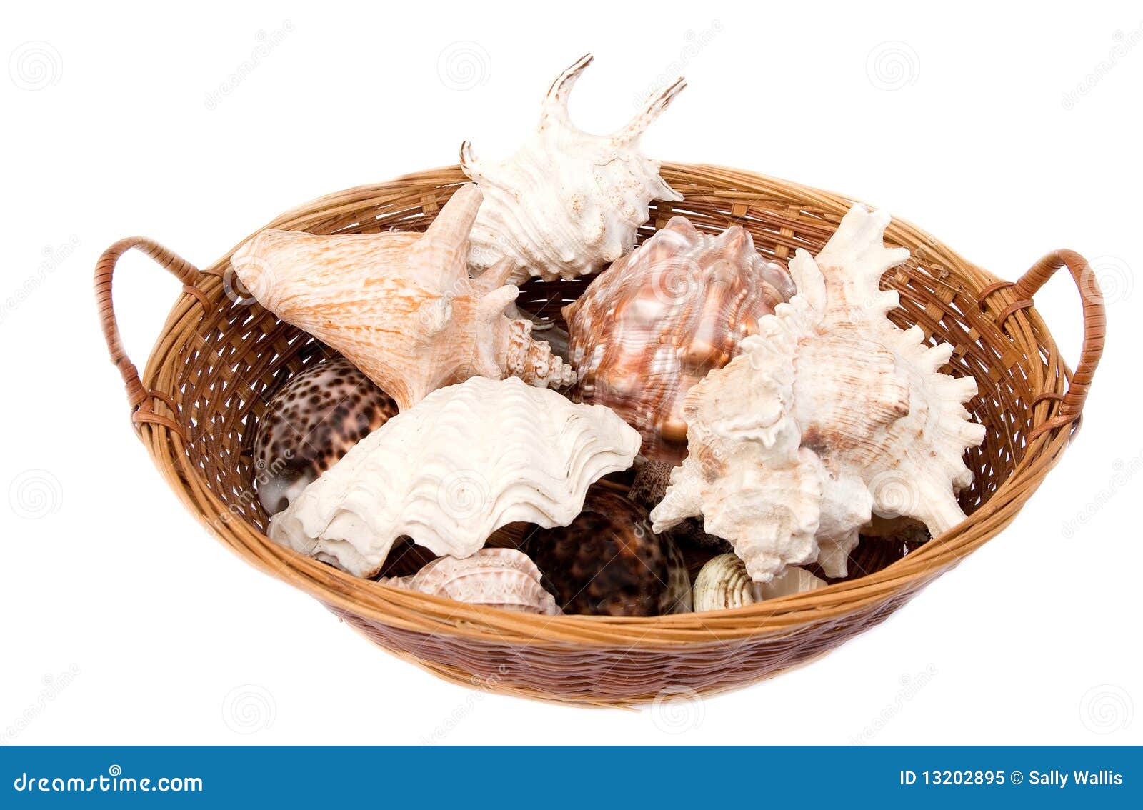 Wicker Basket of Sea-shells Stock Image - Image of marine, hard: 13202895