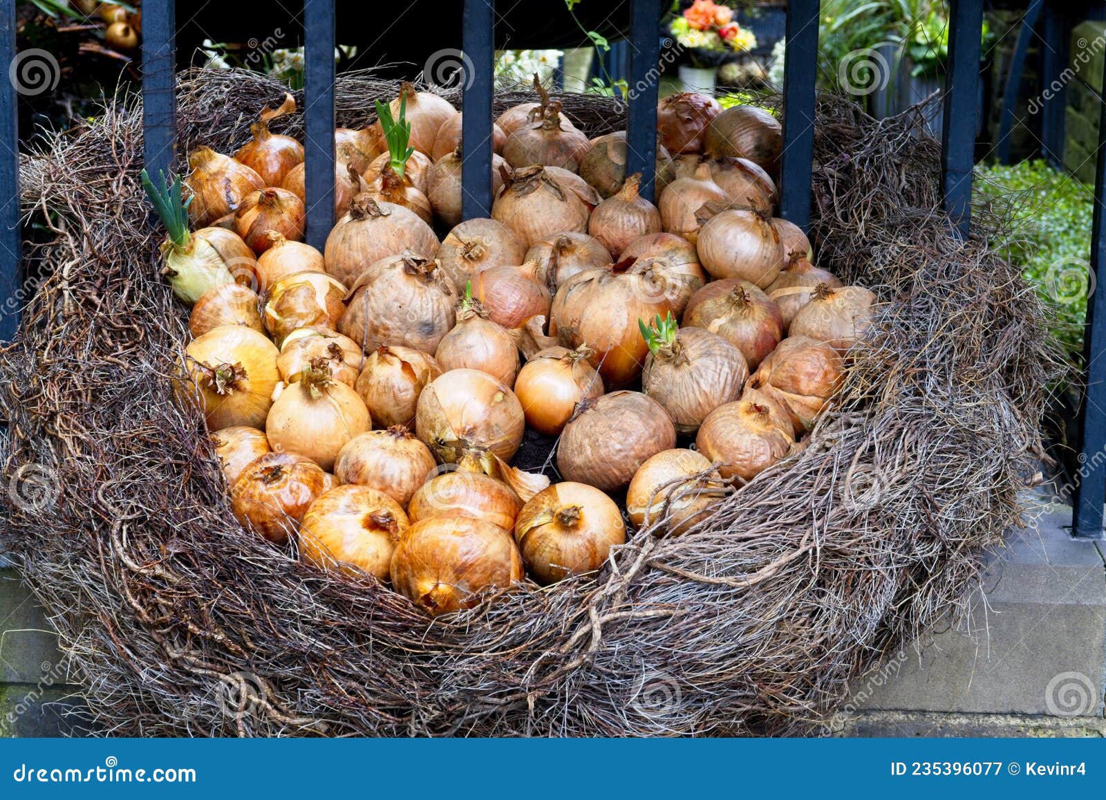 A Wicker Nest Full of Onions on Display Stock Image - Image of ...