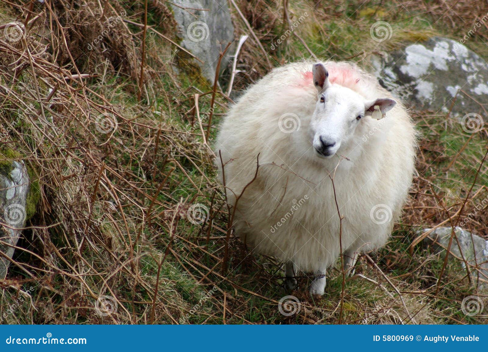 Wicklow Mountain Cheviot Sheep Frontal Portrait Stock Image - Image of ...
