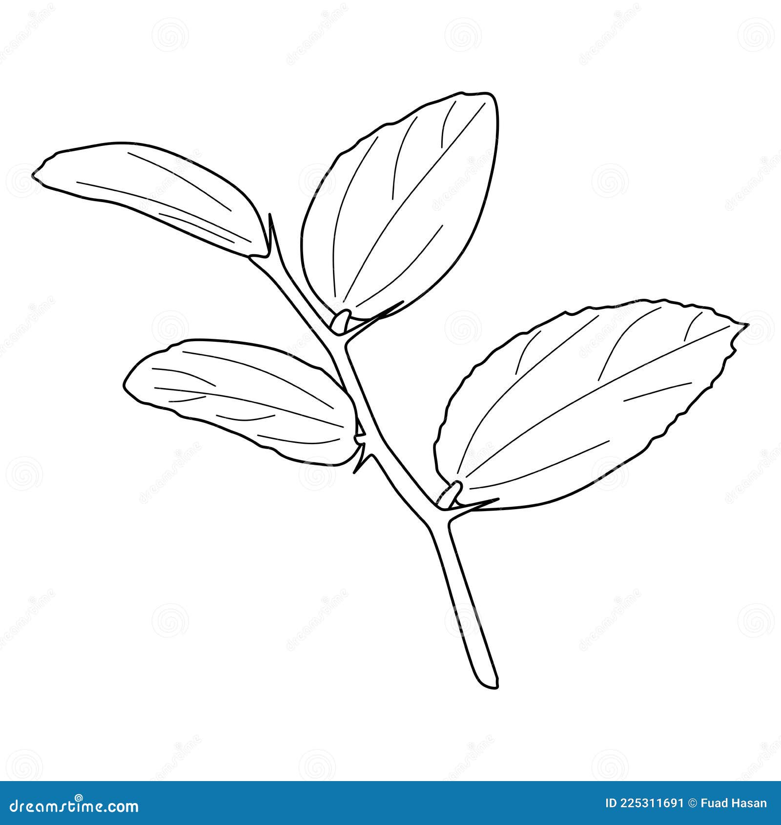 Widara leaf illustration stock vector. Illustration of ingredient ...