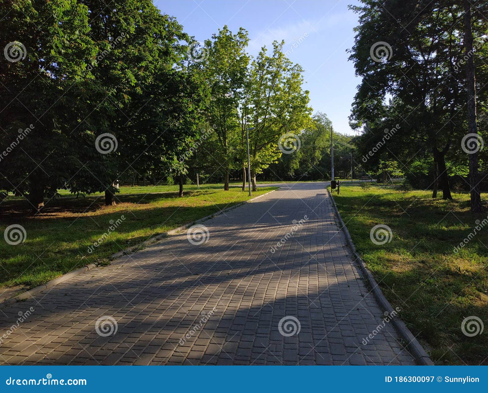 Wide Alley in the Park in Summer in Perspective Stock Image - Image of ...