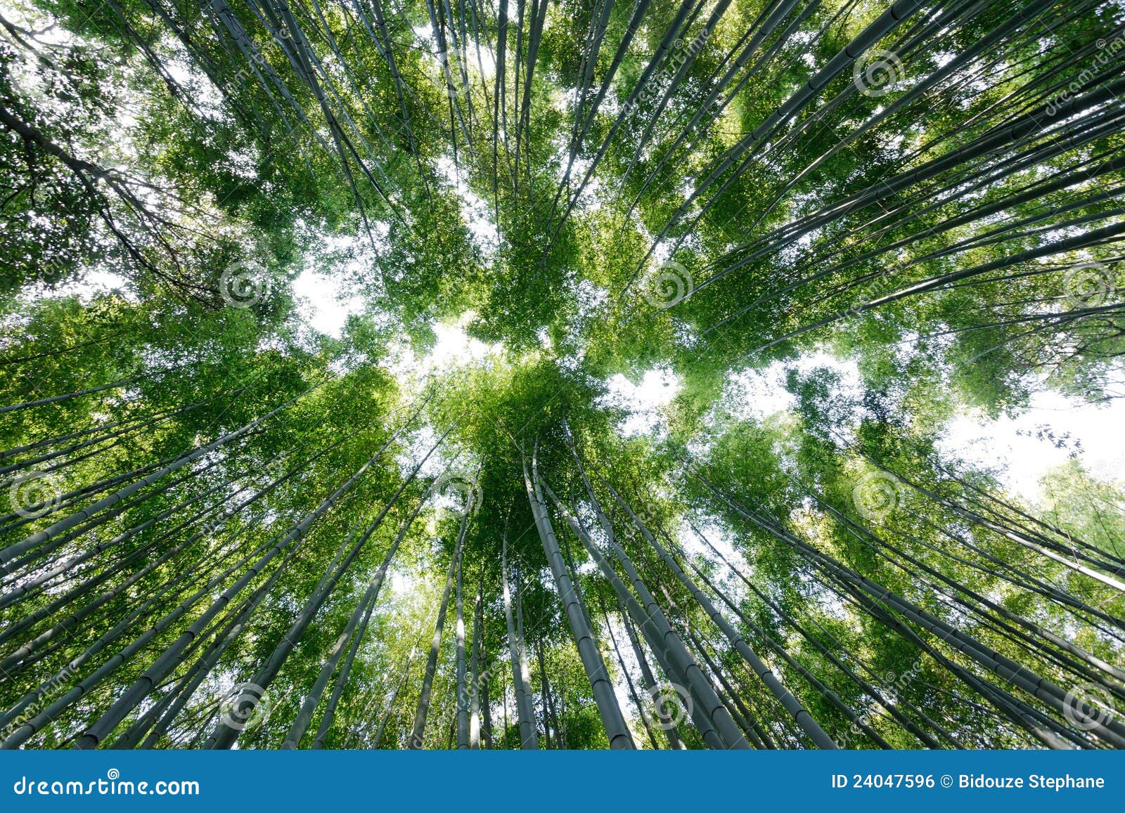 Wide angle bamboo forest stock photo. Image of park, forest - 24047596