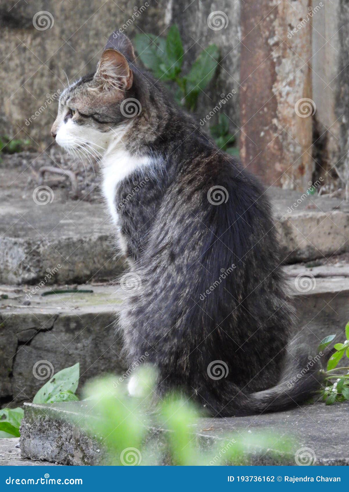 Wide Angle with Close Up Look of Cat in August Stock Photo - Image of ...