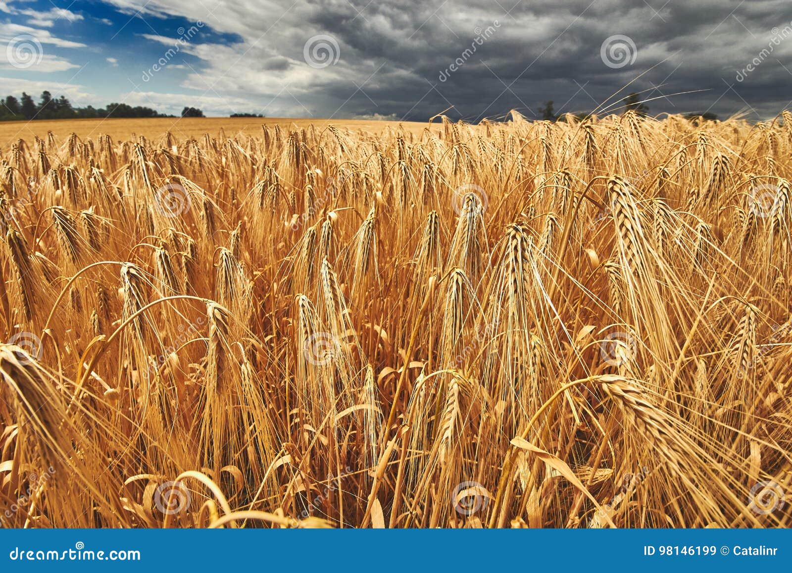 Wide Angle Close Up of Rye Field Stock Image - Image of background ...