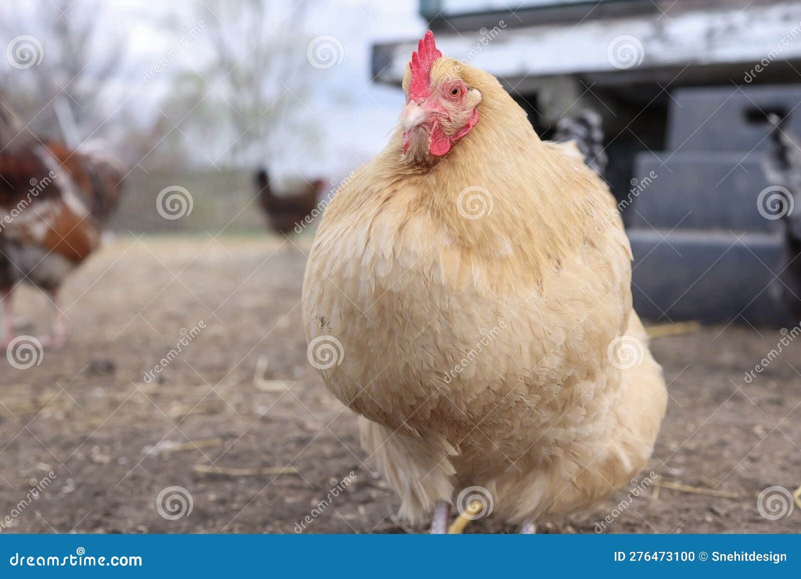 Wide Angle Close Up View of Free Range White Chicken in the Farm Stock ...