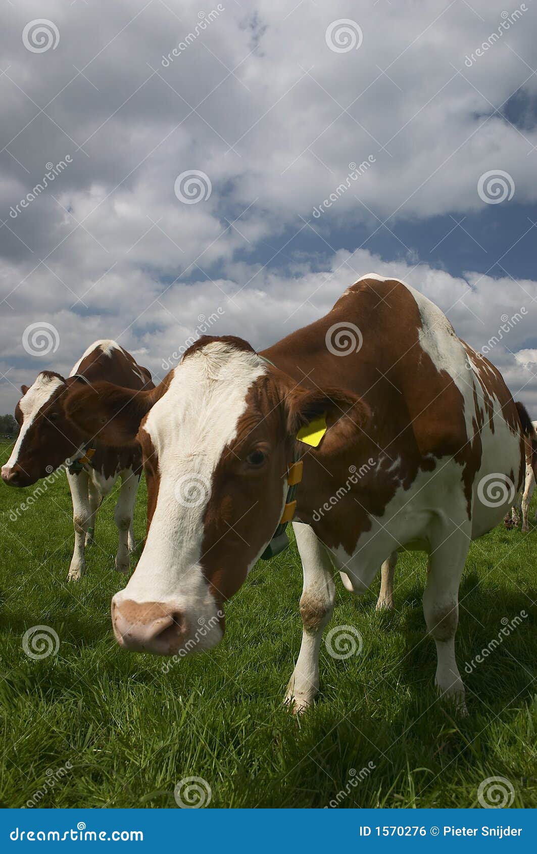 Wide angle cow stock photo. Image of wide, food, funny - 1570276