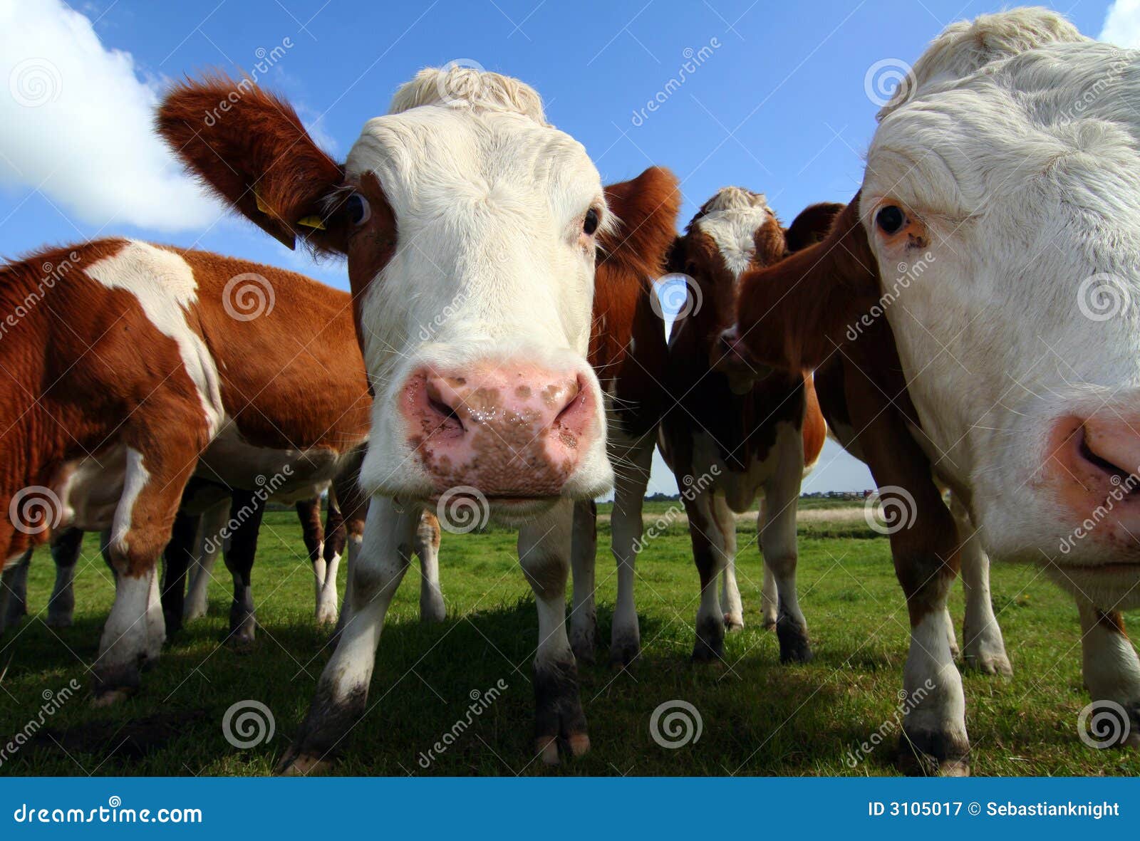 Wide-angle cows stock image. Image of brown, pink, cattle - 3105017