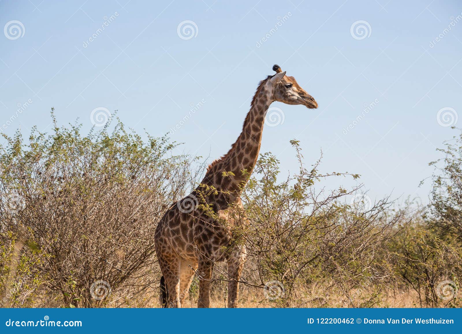 Wide angle of a giraffe stock photo. Image of safari - 122200462