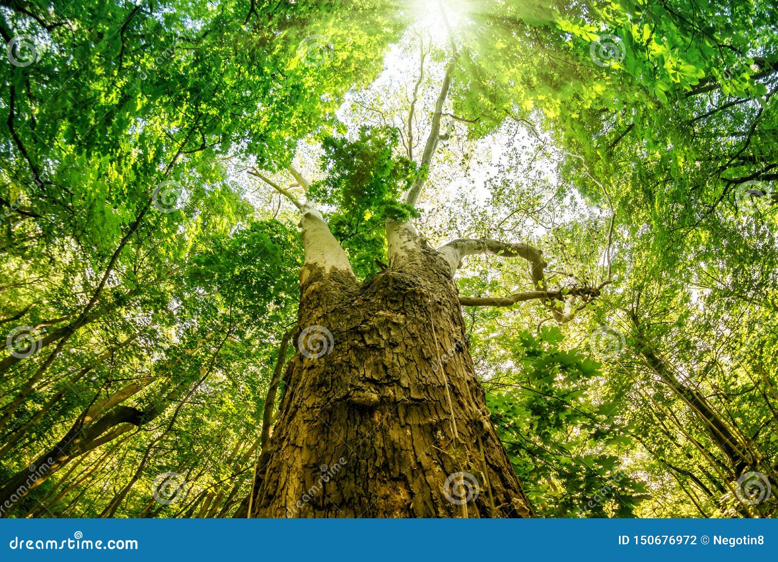 Wide Angle Green Forest. Tree with Green Leaves and Sun Light Stock ...