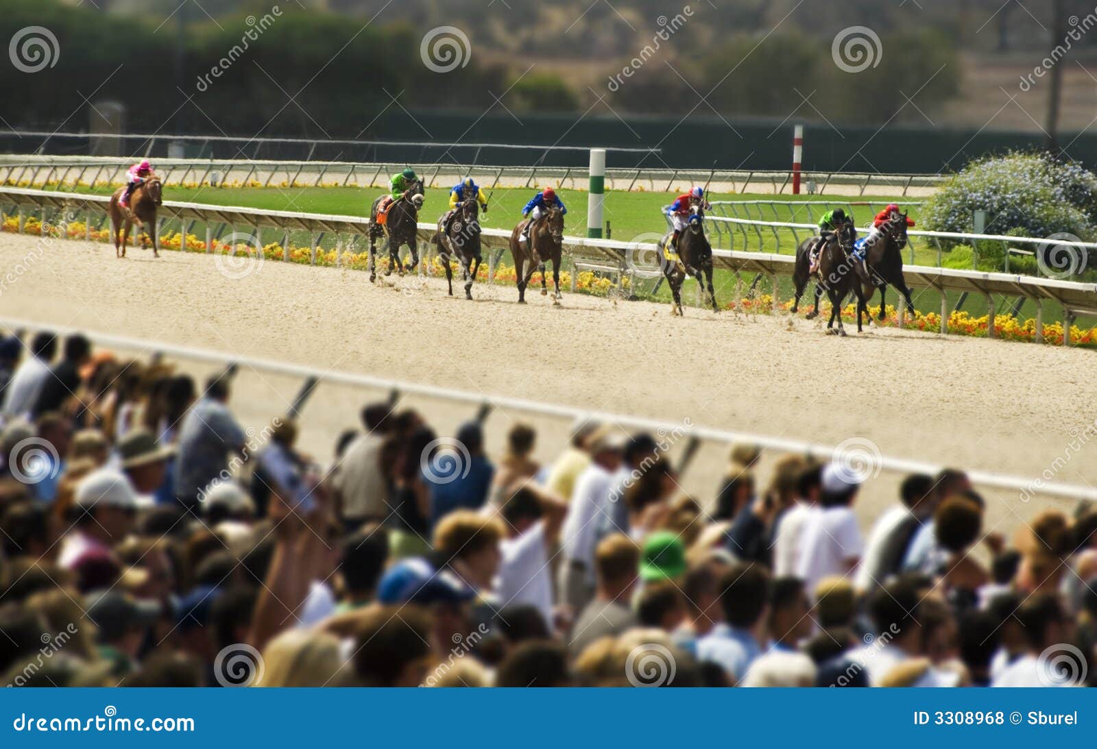 Wide Angle of Horses Racing Stock Photo - Image of mare, jockey: 3308968