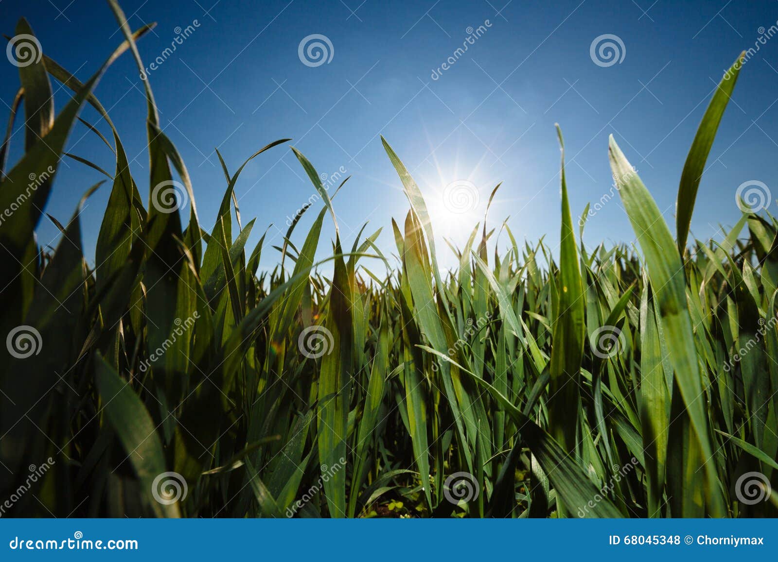 Wide Angle Image of Grass from Low Angle Stock Photo - Image of plant ...