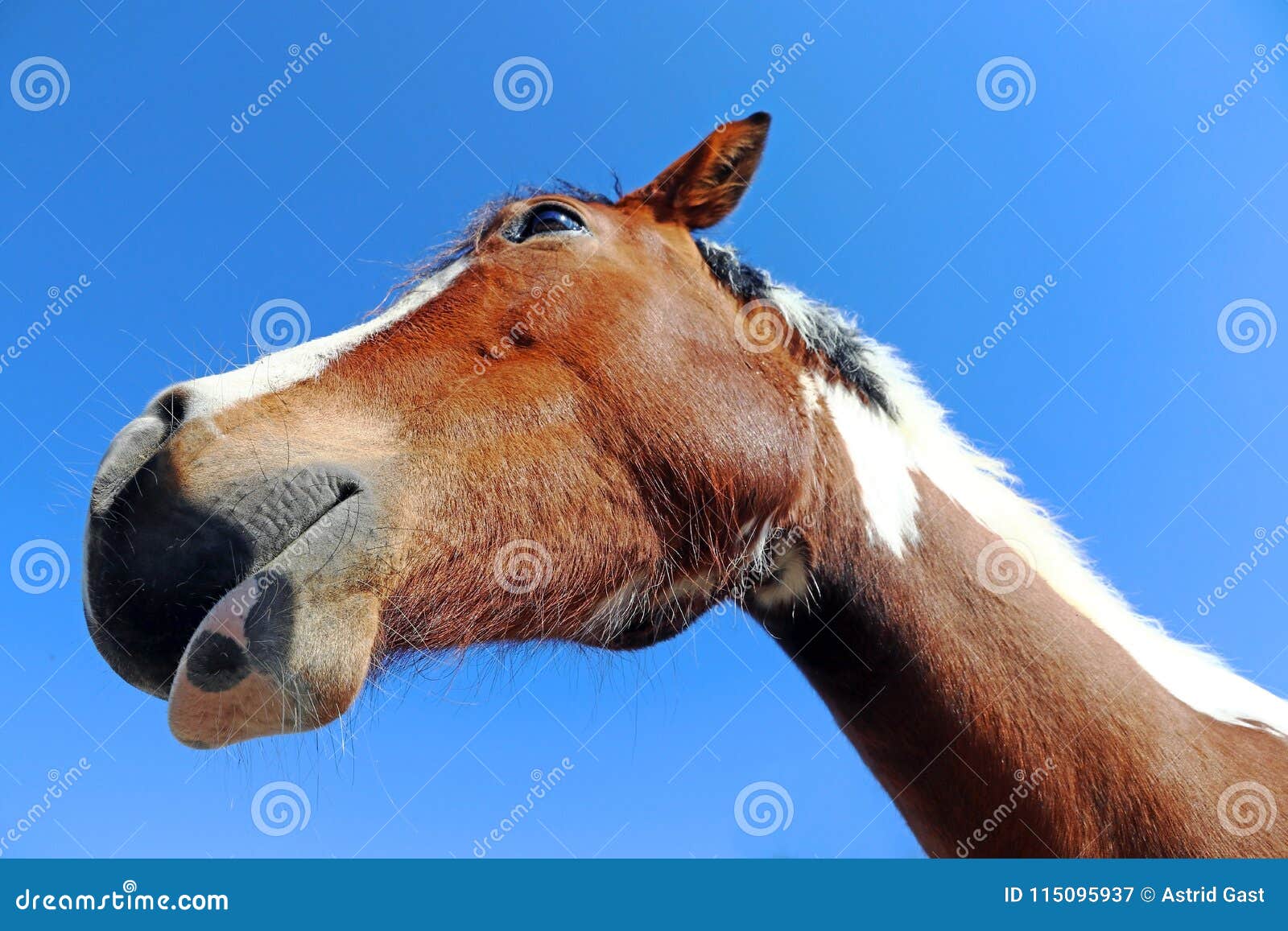 Wide-angle Image of a Horse`s Head Stock Image - Image of blue ...