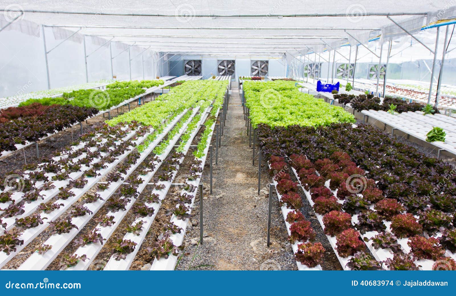 Wide Angle of Organic Hydroponic Vegetable Farm in Thailand Stock Photo ...