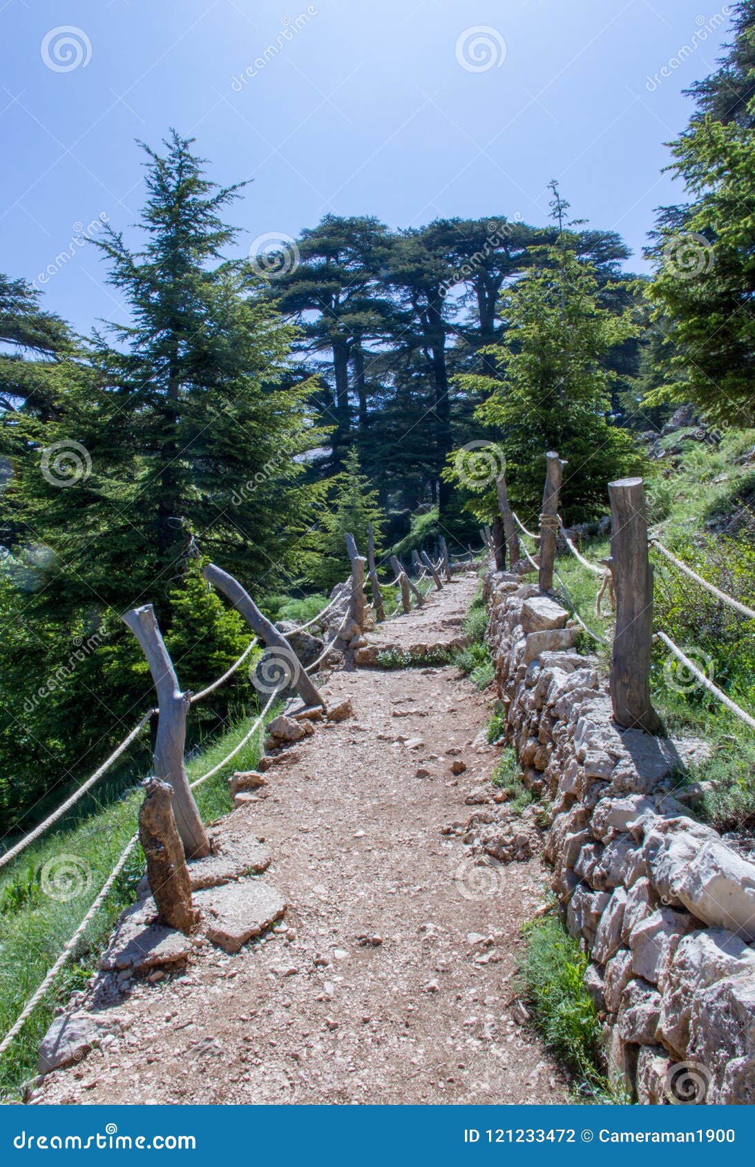 Passage of Arz Trees in Arz Forest in North Lebanon Stock Photo - Image ...