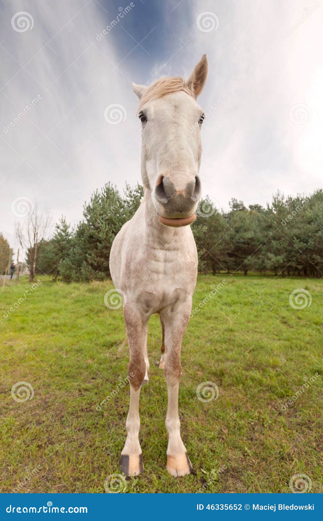 Wide Angle Picture of a Horse Stock Photo - Image of farm, horse: 46335652