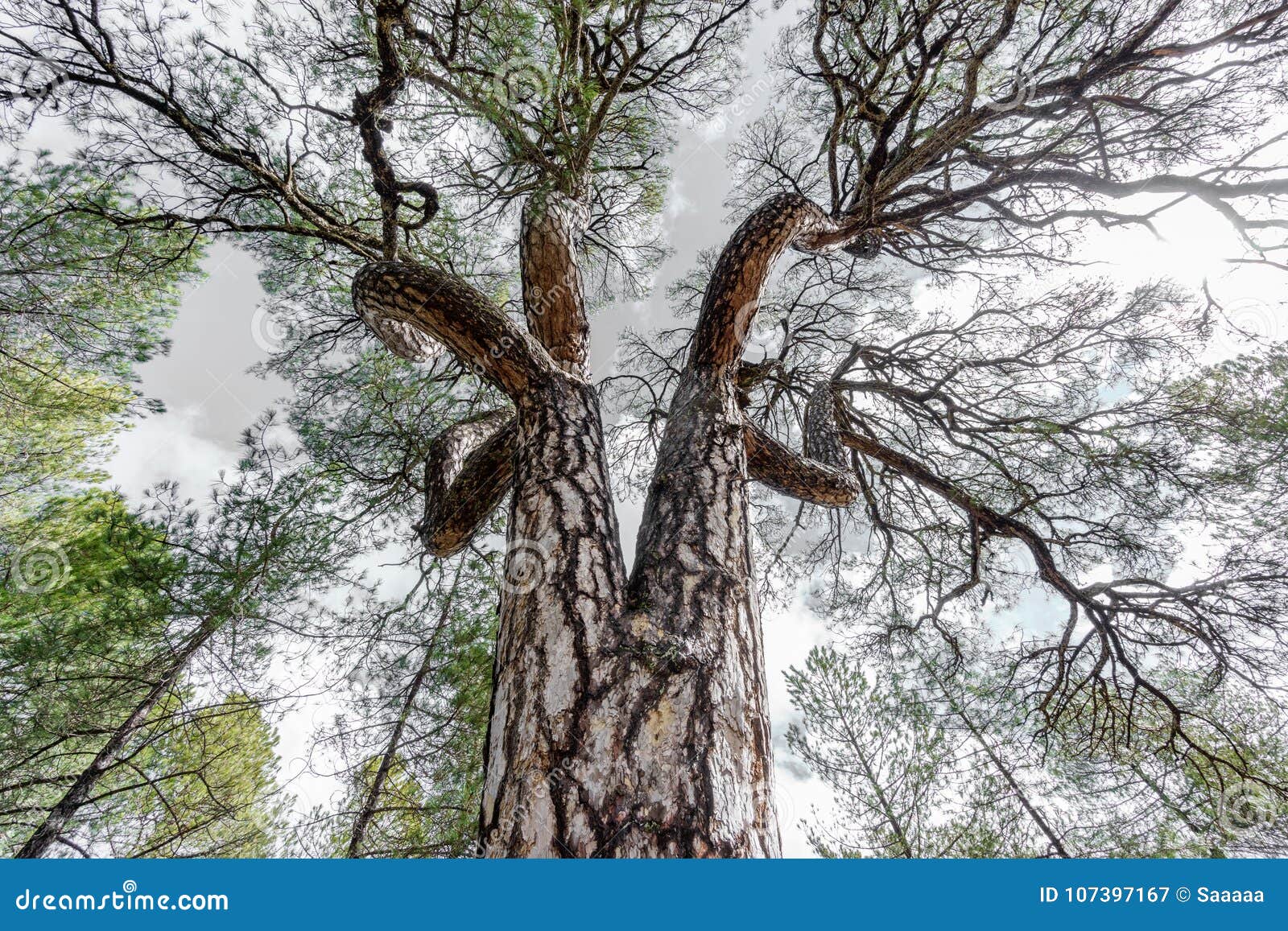 Pine tree perspective view stock image. Image of crown - 107397167