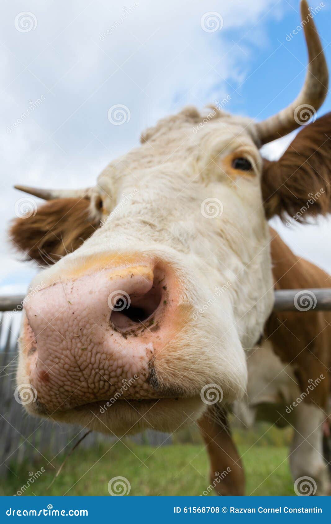 Wide Angle Shot of a Cow S Head Stock Photo - Image of funny, farm ...