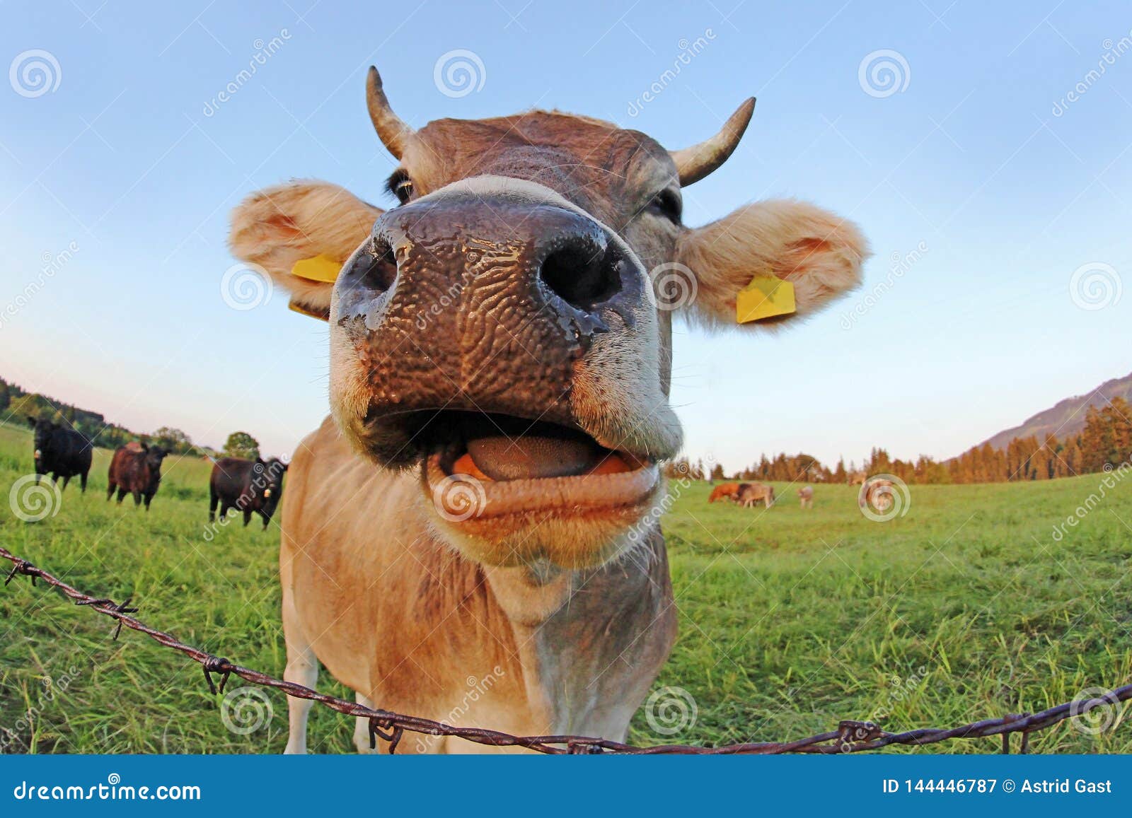 Wide-angle Shot of a Curious Brown Cow with Horns in a Pasture Stock ...
