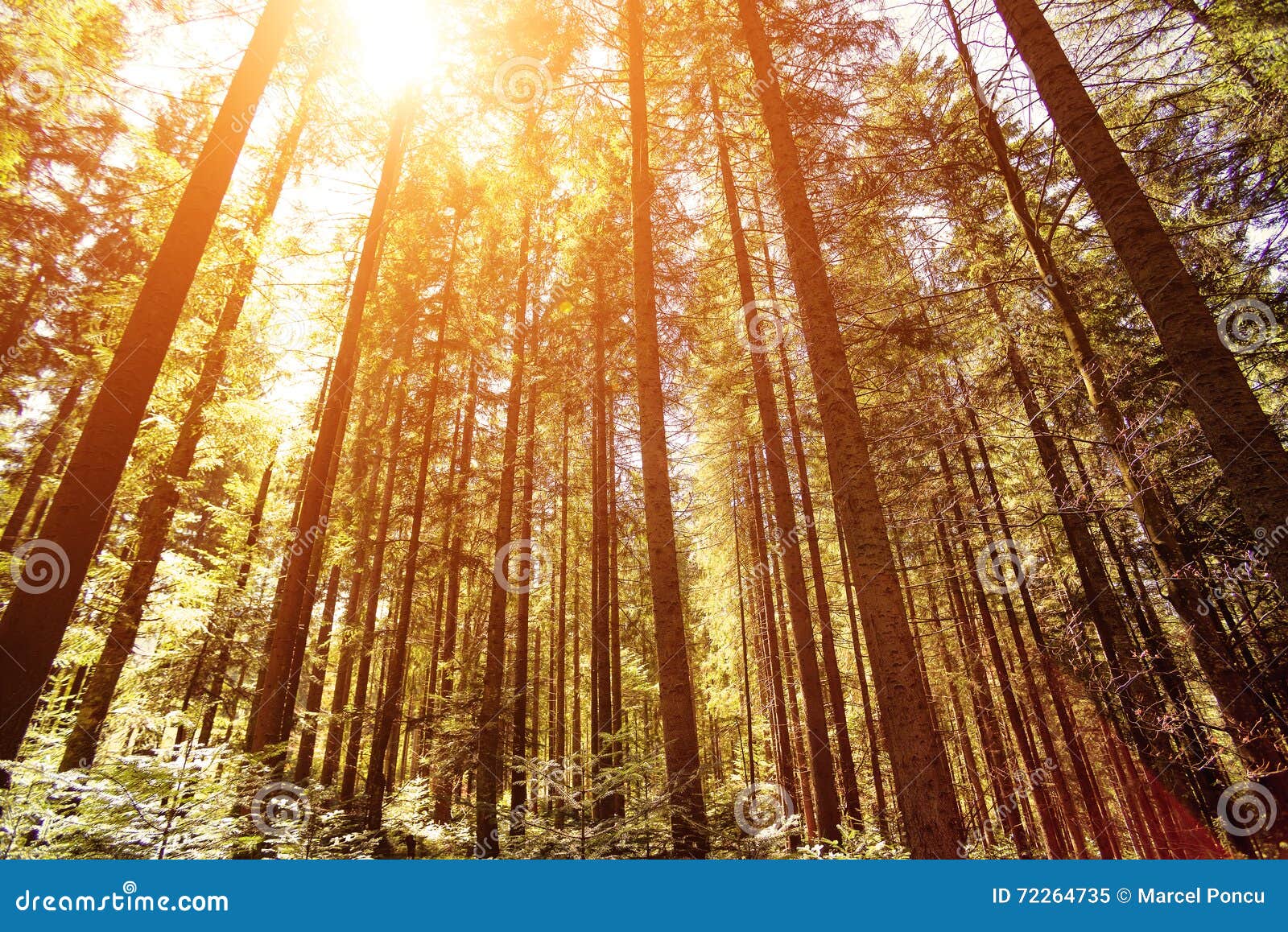 Wide Angle Shot Deep in the Forrest of Some Trees Stock Image - Image ...