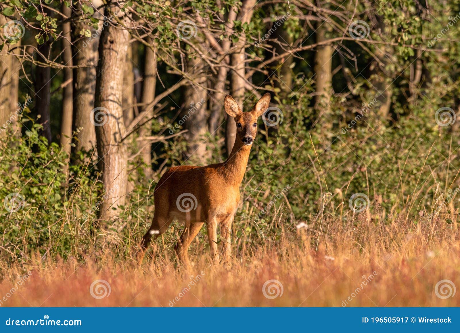 Wide Angle Shot of a Deer Standing Behind Aforest Full of Trees Stock ...