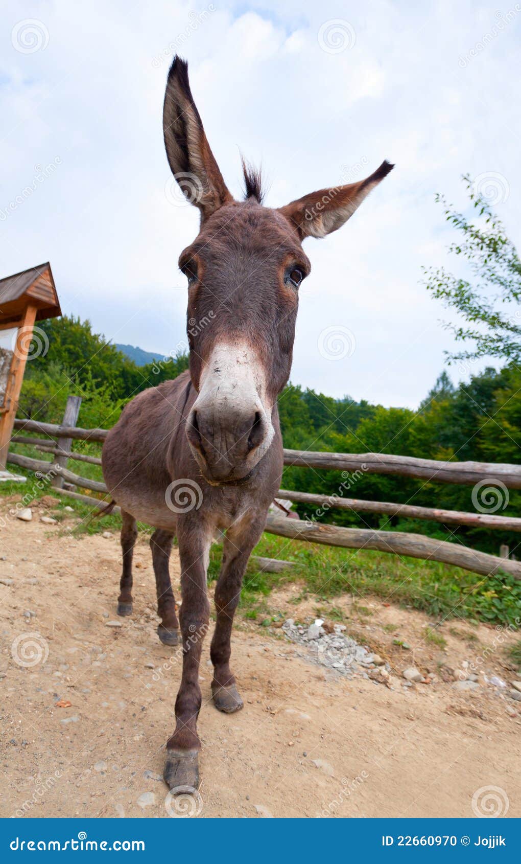 Wide angle shot of donkey stock photo. Image of fauna - 22660970