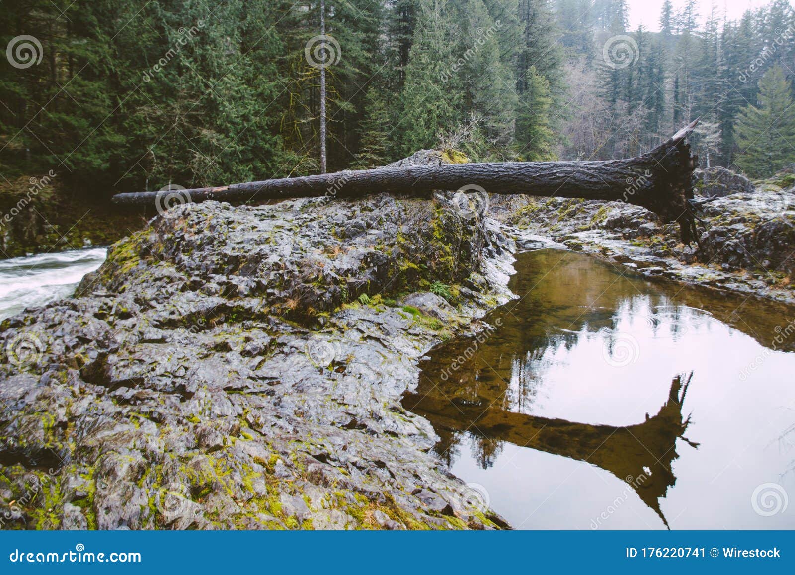 Wide Angle Shot of a Fallen Tree Over the Water in the Forest Stock ...