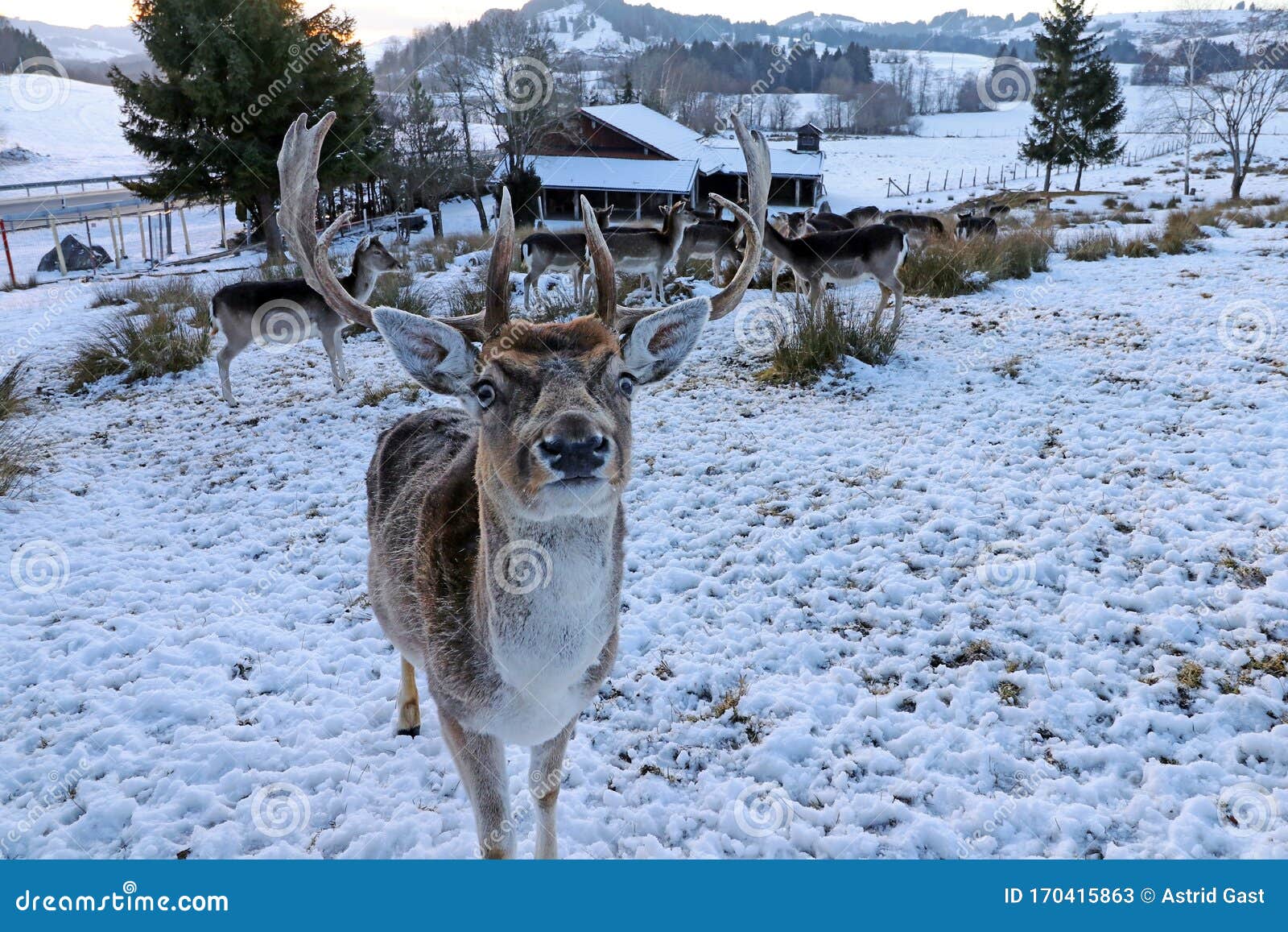 Wide Angle Shot of a Fallow Deer with Its Herd in Winter in the Snow ...