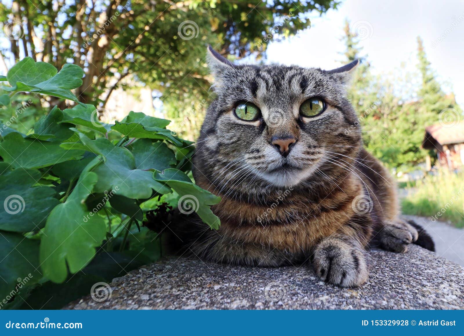 Wide-angle Shot of a Funny Looking Fat Cat Stock Photo - Image of ...