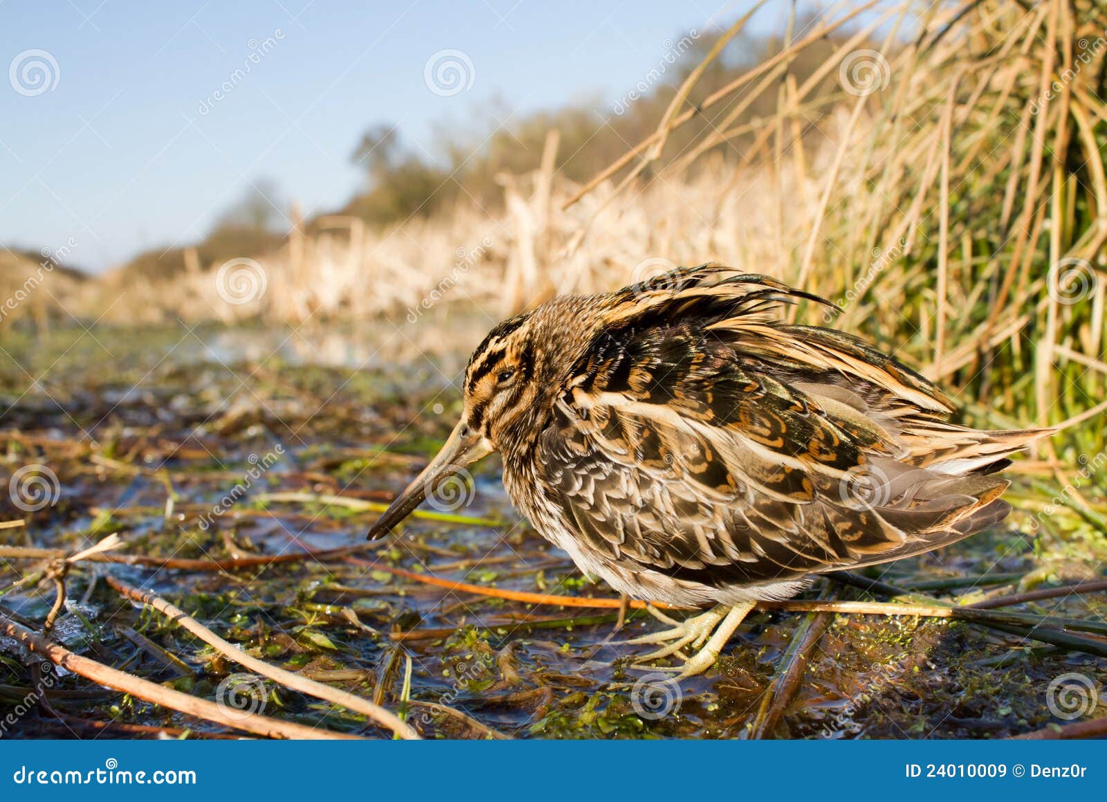 Jack Snipe - Very Secretive Marsh Bird Royalty-Free Stock Photography ...