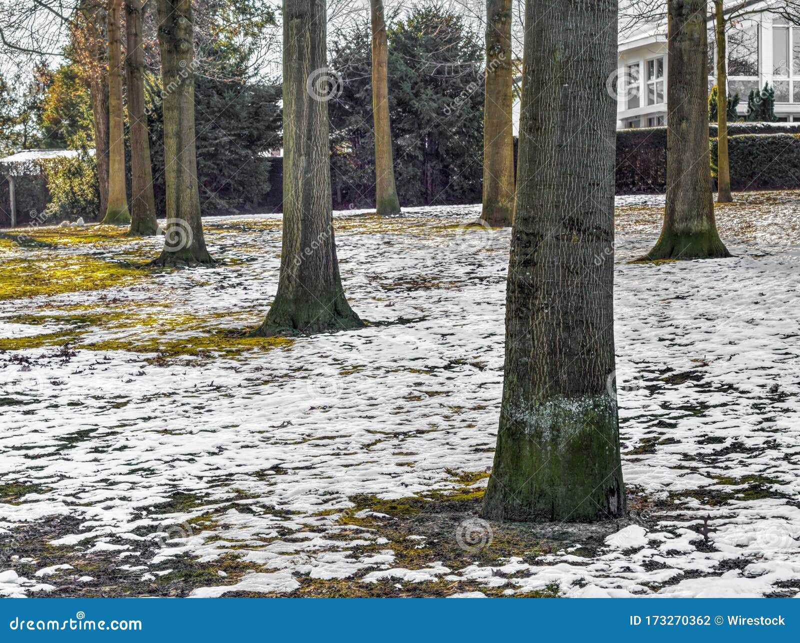 Wide Angle Shot of Several Trees Next To Each Other Stock Photo - Image ...
