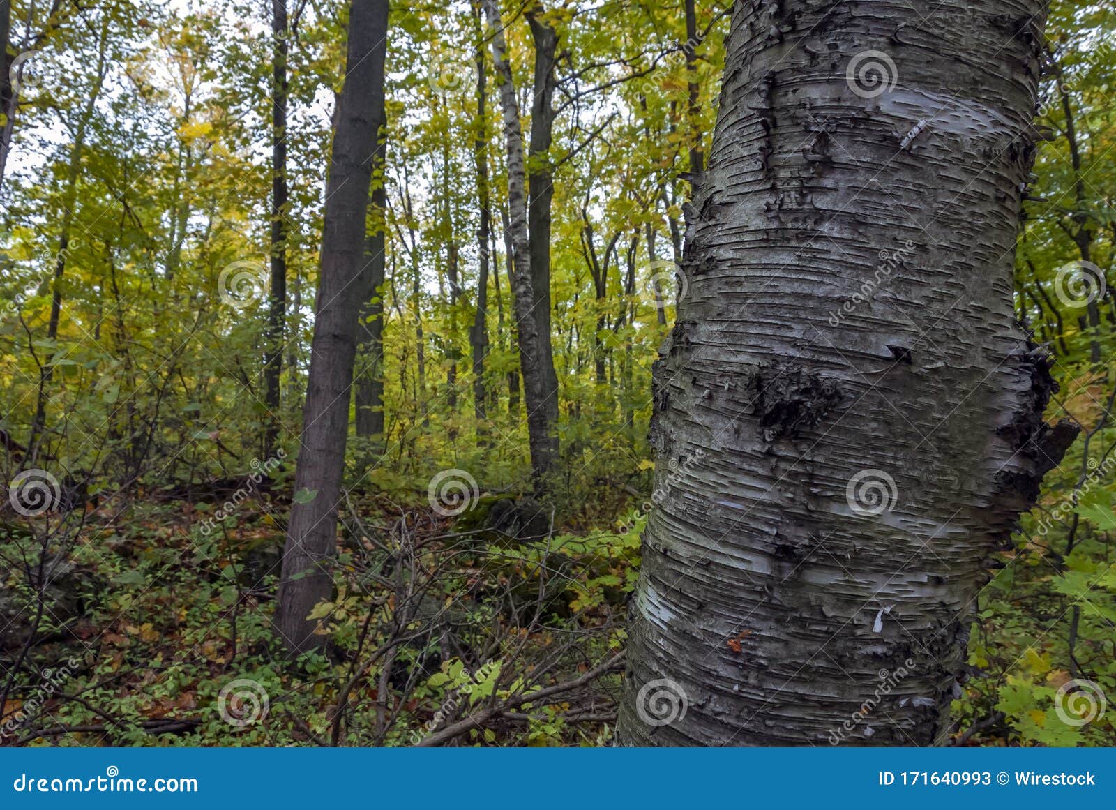 Wide Angle Shot of Several Trees Next To Each Other in a Forest Stock ...