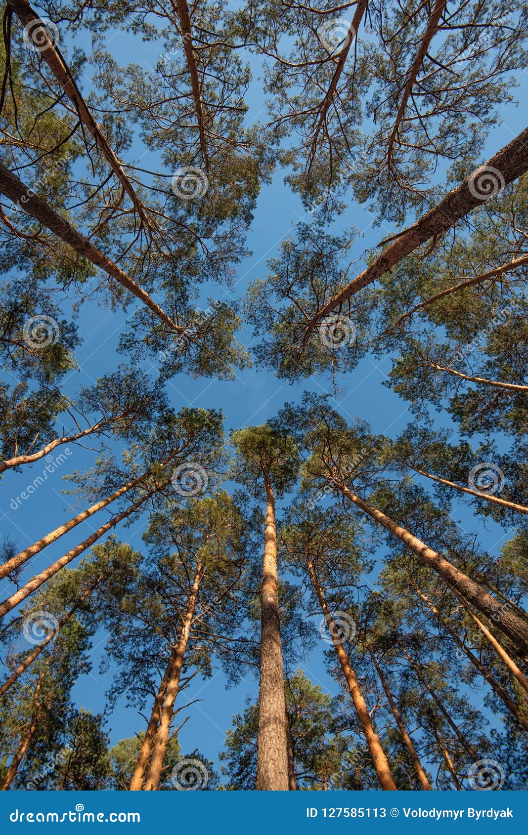 Wide Angle Shot of Some Pine Trees Towering Up Stock Image - Image of ...