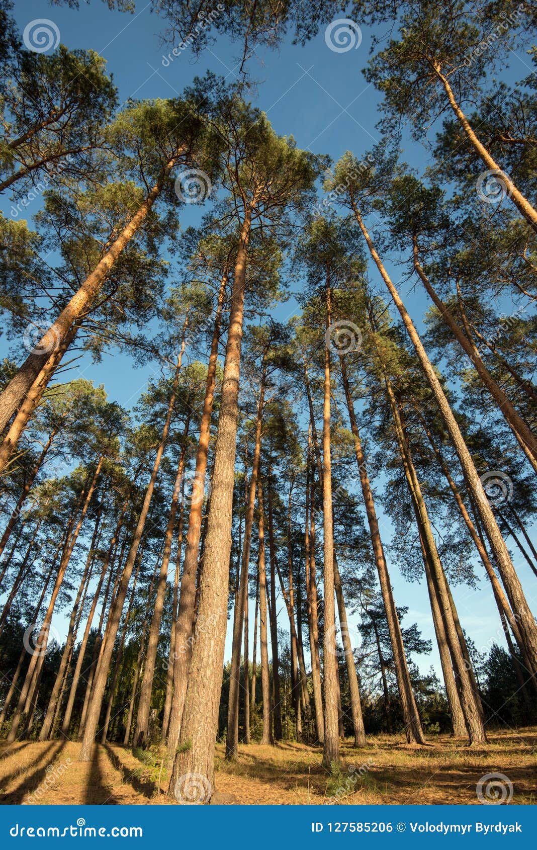 Wide Angle Shot of Some Pine Trees Towering Up Stock Photo - Image of ...